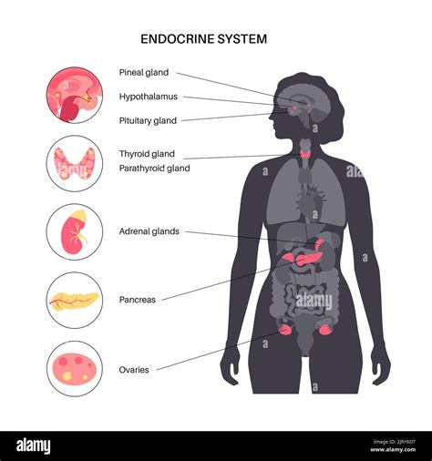 Human Endocrine System Illustration Stock Photo Alamy
