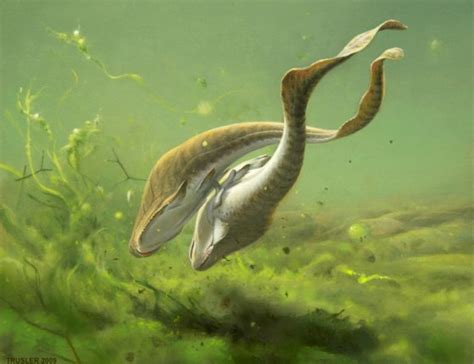Fossils Reveal Sex Life Of Prehistoric Fish Fossils Reveal Sex Life Of Prehistoric Fish