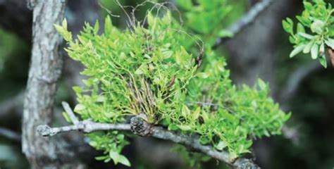 대추나무 병충해 방제 네이버 블로그