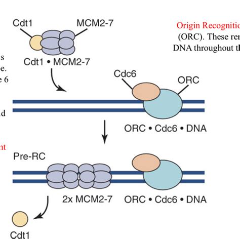 Replication Initiation And Termination Flashcards Quizlet