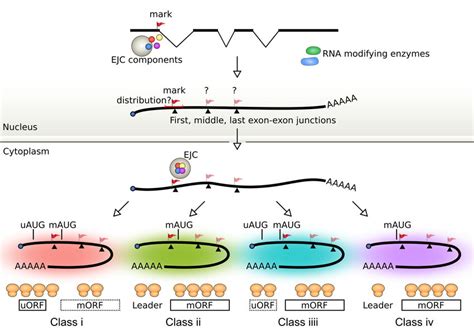 Model Of Mrna Translation Regulated By The Putative Marks Around The