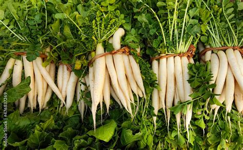 White Radish Closeup Daikon Or Mooli Raphanus Sativus Var Longipinnatus Is A Mild Flavored