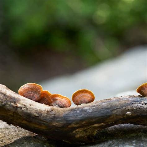 갈색꽃구름버섯