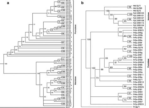 Bayesian Phylogenetic Tree Reconstruction Of S Rnase And Slfsfb
