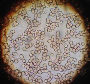 Lab Bacteria Science CU Global Thought