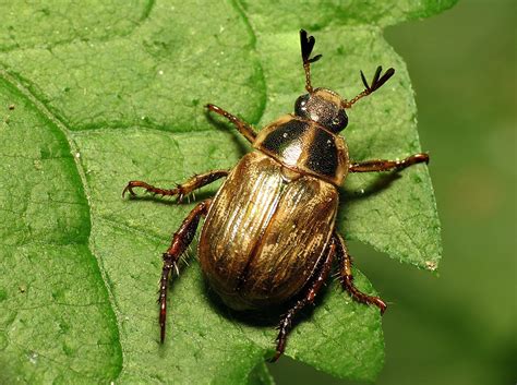 Green Beetle Identification