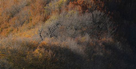 Tree Portraits Nature Photography