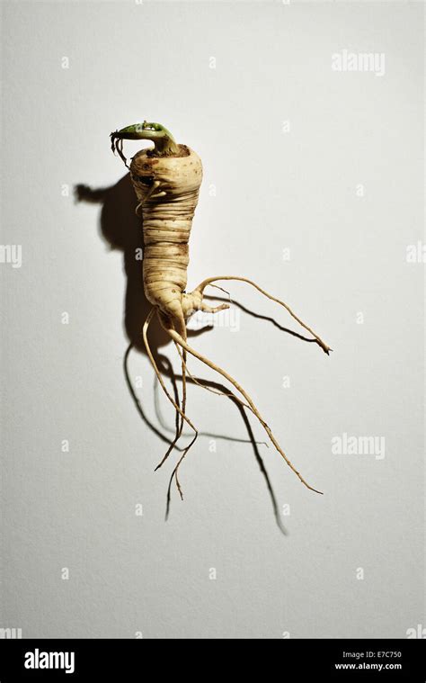 Parsnip Root Funny Hi Res Stock Photography And Images Alamy