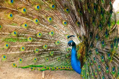 Premium Photo The Peacock Spread Its Feathers