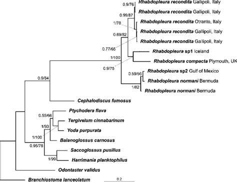 bayesian inference tree of the concatenated 16s and 18s rrna datasets