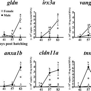 Expression Patterns Of Sex Steroid Biosynthesis And Sex Download Scientific Diagram