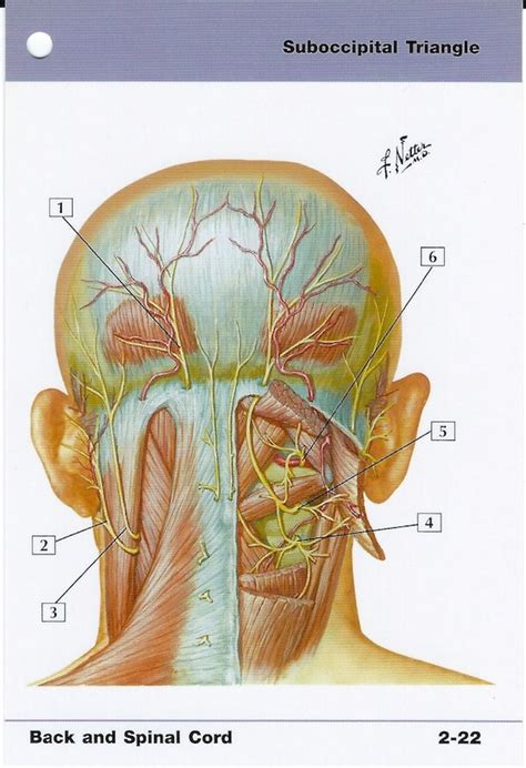Suboccipital Triangle Dissection Anatomy Final Combo 4 6 Flashcards