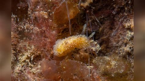 Doris Cameroni Nudibranch