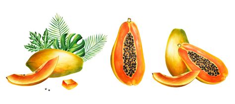 수채화 스타일의 슬라이스 하프 파파야 열대 잎으로 잘 익은 구도를 마커합니다 손으로 그린 사실적인 맛 좋은 마커 그림 이국적인 열대 과일 절연 와 절연 와 디자이너 장식