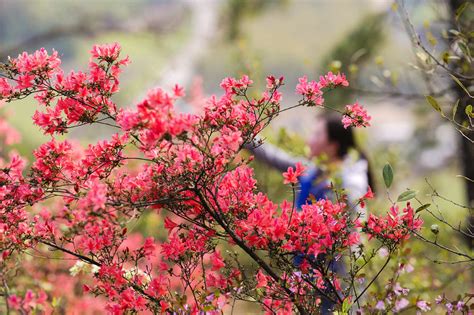 南雄杜鹃花正红摄影图片南雄市全安镇苍石杨沥岩风光摄影 龙门游侠 太平洋电脑网摄影部落