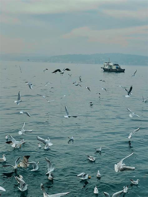 집 밖의 갈매기 고요한 고요함 구름 기록한 것 기후 길 찾기 난바다 쪽으로 부는 날으는 새 떠 있는 똑똑한 새 맑고 푸른 바다 모험 물 바다
