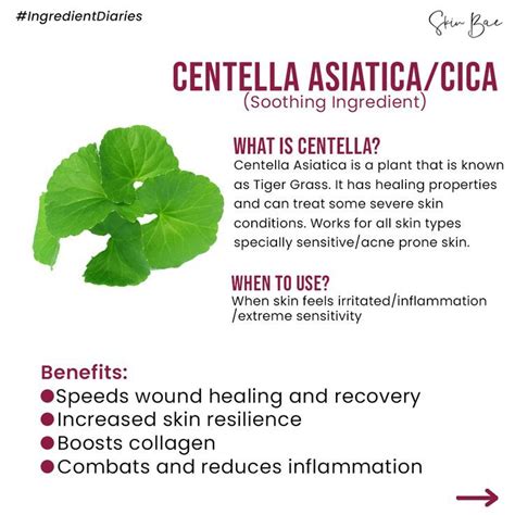 Centella Asiatica Benefits Sensitive Acne Prone Skin Skin Care