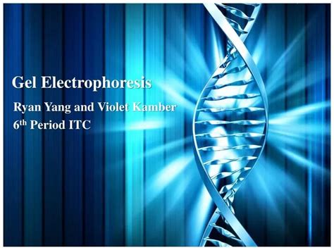 Ppt Gel Electrophoresis Powerpoint Presentation Free Download Id