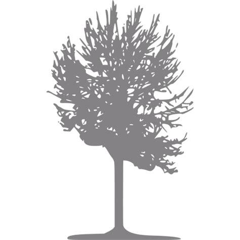 Gray Tree 2 Icon Free Gray Tree Icons Gray Tree 2 Icon Free Gray Tree Icons