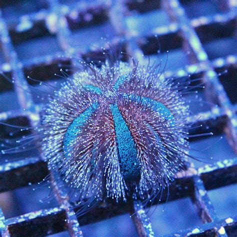 Tuxedo Urchin Blue Seas Aquariums