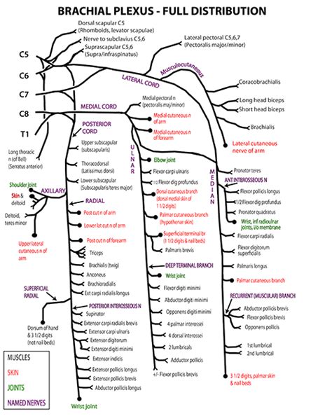 Brachial Plexus Anatomical Course And Lesions Artofit