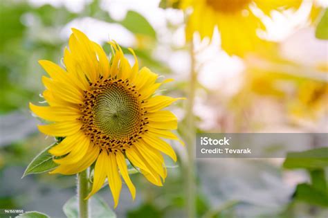 필드 해바라기 Natrue 배경 복사 공간에 여름의 해바라기 해바라기 꽃의 클로즈업 0명에 대한 스톡 사진 및 기타 이미지 0명 꽃 나무 꽃 식물 Istock