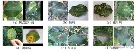 毕业设计 基于深度学习的常见苹果叶片病害识别与病斑分割方法研究苹果树病虫害识别深度学习 Csdn博客
