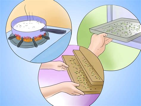 How To Eat Maple Seeds 4 Steps With Pictures WikiHow