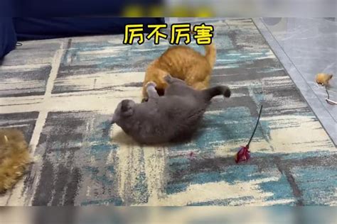 过了一个冬天大橘在家中的地位飙升果然是翻身农民把歌唱啊地位