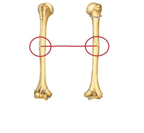 Exercise 10 The Appendicular Skeleton Flashcards Quizlet