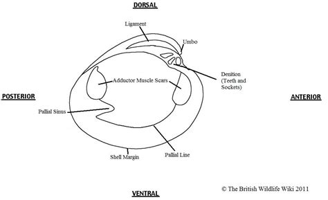 Categorybivalve British Wildlife Wiki Fandom