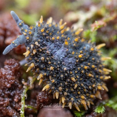 Giant Springtail New Zealand Bug Of The Year