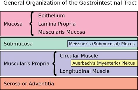 Enteric Nervous System Wikipedia Enteric Nervous System Plexus Products Nervous System