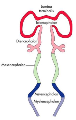 Diencephalon Study Set Key Terms And Definitions In Engineering