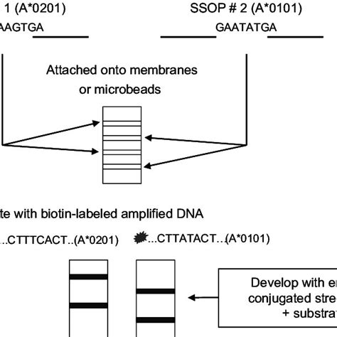 6 Inheritance Of Hla Haplotypes Hla Genes Are Inherited En Block From
