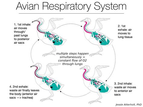 Avian Respiratory System Windpipe And Lungs In Pink Air Sa Flickr