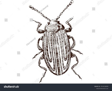 Detailed Beetle Illustration Showcasing Hard Shell Stock Vector Royalty Free 2514218639