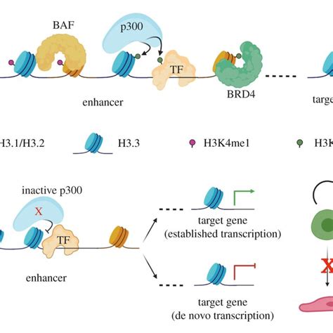 Features Of Enhancer Chromatin A An Active Enhancer Bound By