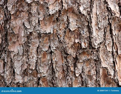 Cedar Bark Texture Stock Image Image Of Crust Natural 30897341