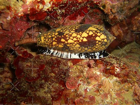 Okinawas Deadly Cone Shell By Michael Powell Redbubble