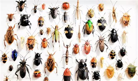 Wowzers 5 Texas Sized Bugs Youll Find In Texas