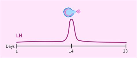 Ovulation Tests How Do They Work And What Is Their Purpose