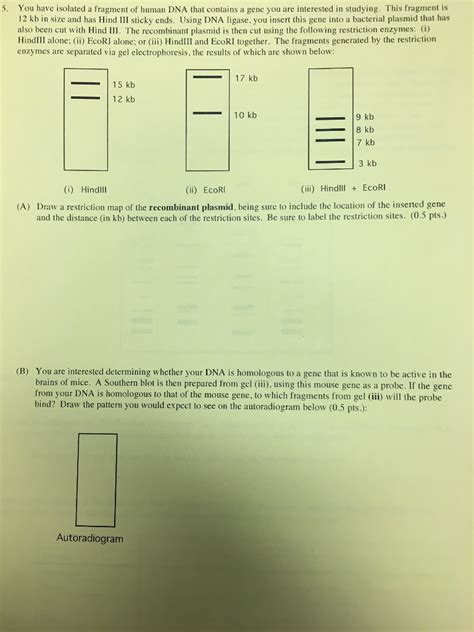 Solved You Have Isolated A Fragment Of Human DNA That Chegg