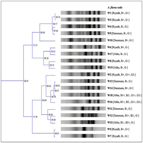 Dendrogram Obtained By Upgma Method Derived From Pcr Amplification