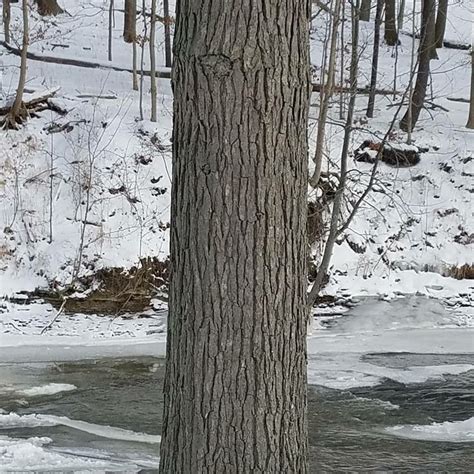 Is Your Skin As Dry As This Tree Bark It S Time To Exfoliate Tree Tree Bark Tree Trunk
