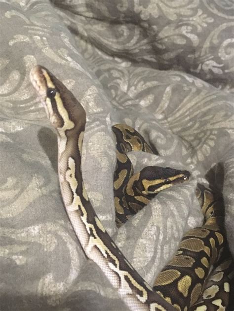 Lover Of Ball Pythons On Tumblr