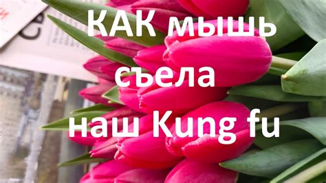 Как мышь съела кунг фу (тюльпан) - YouTube