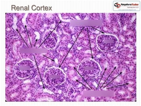 Renal Cortex Histology