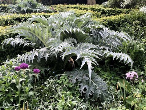 Le Cardon Aussi Beau Que Bon — Tuyaux De Jardin