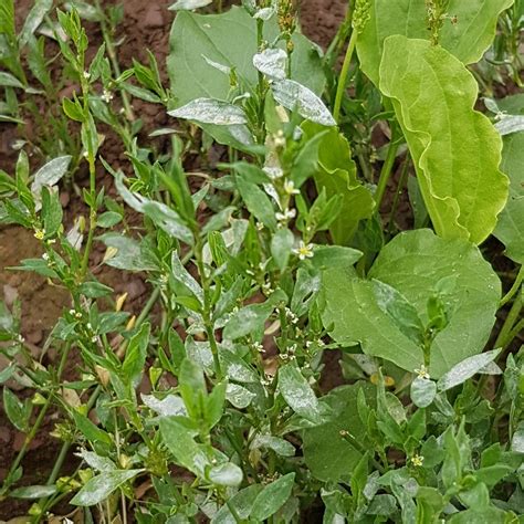 Photo Knotgrass Polygonum Aviculare